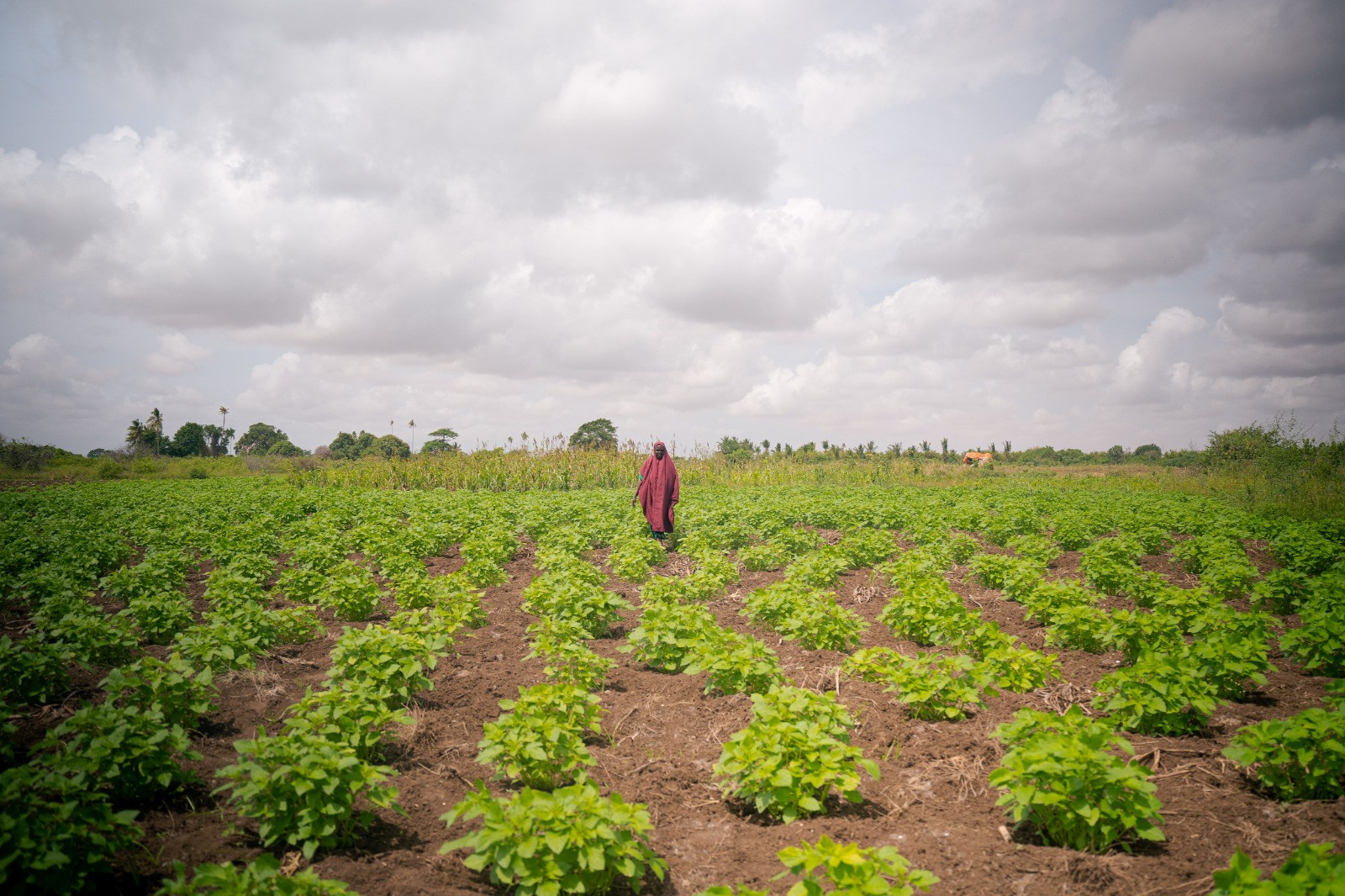 Somalia Secures $100 Million for Climate-Resilient Agriculture from ...