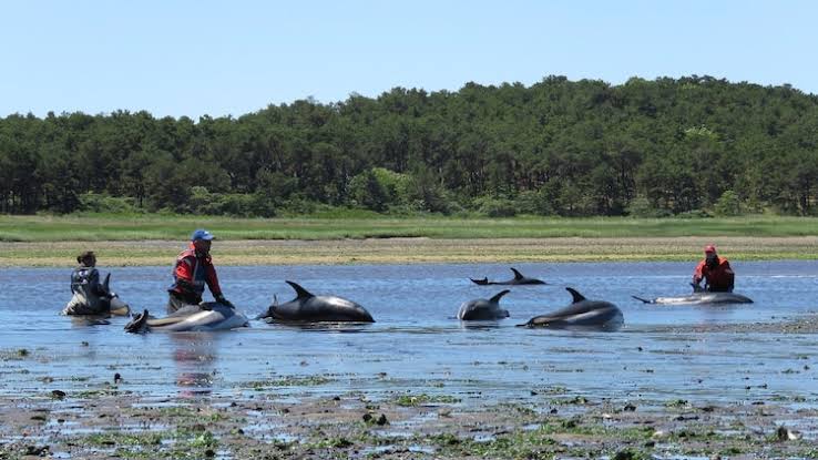 Several Dolphins Wash Ashore in Somalia Coast - Somali Magazine