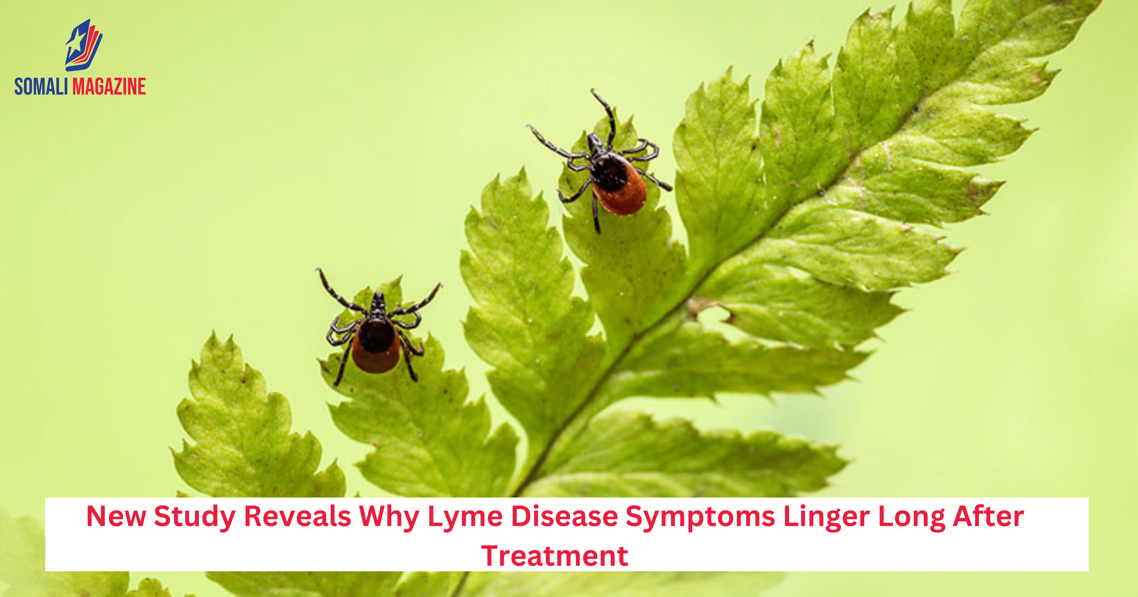 New Study Reveals Why Lyme Disease Symptoms Linger Long After Treatment - Somali Magazine New ...