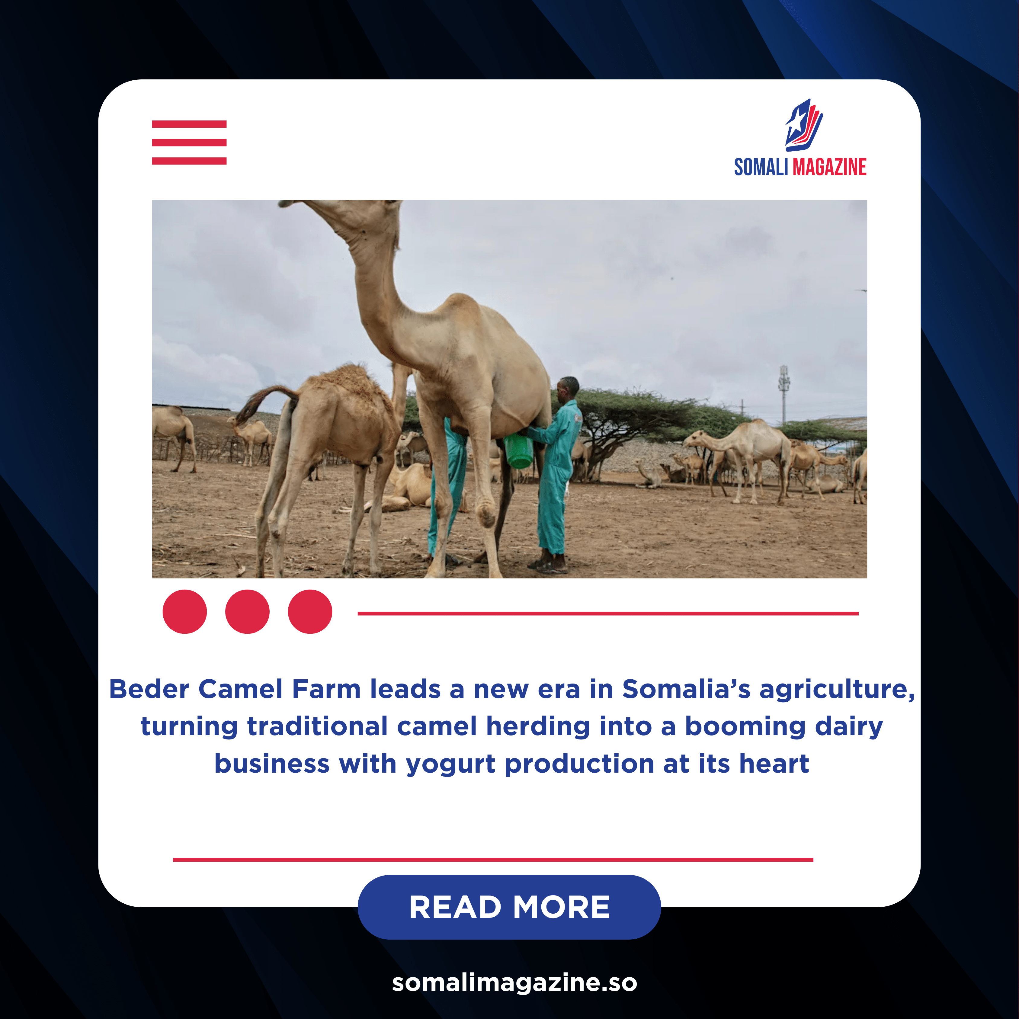 From Desert to Dairy: Somali Camels Power a Milk Revolution - Somali ...